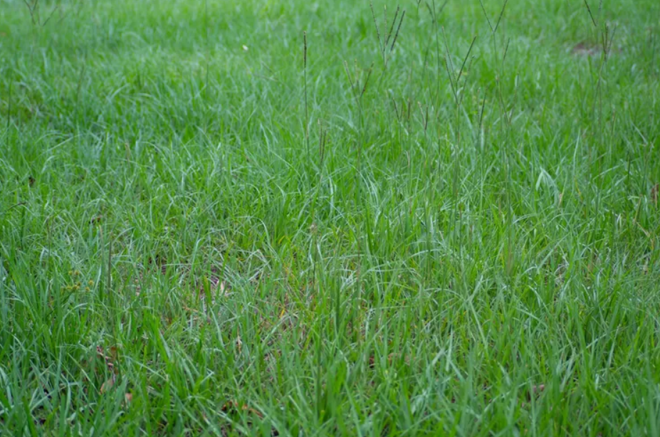 Growing Grass in Tampa & Water Restrictions - Safeline Home Inspections LLC